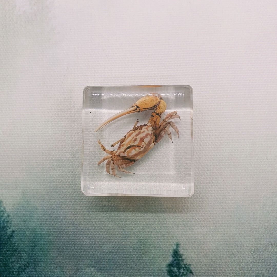 Resin Encased Insect, Animal, Plant & Mineral Specimens