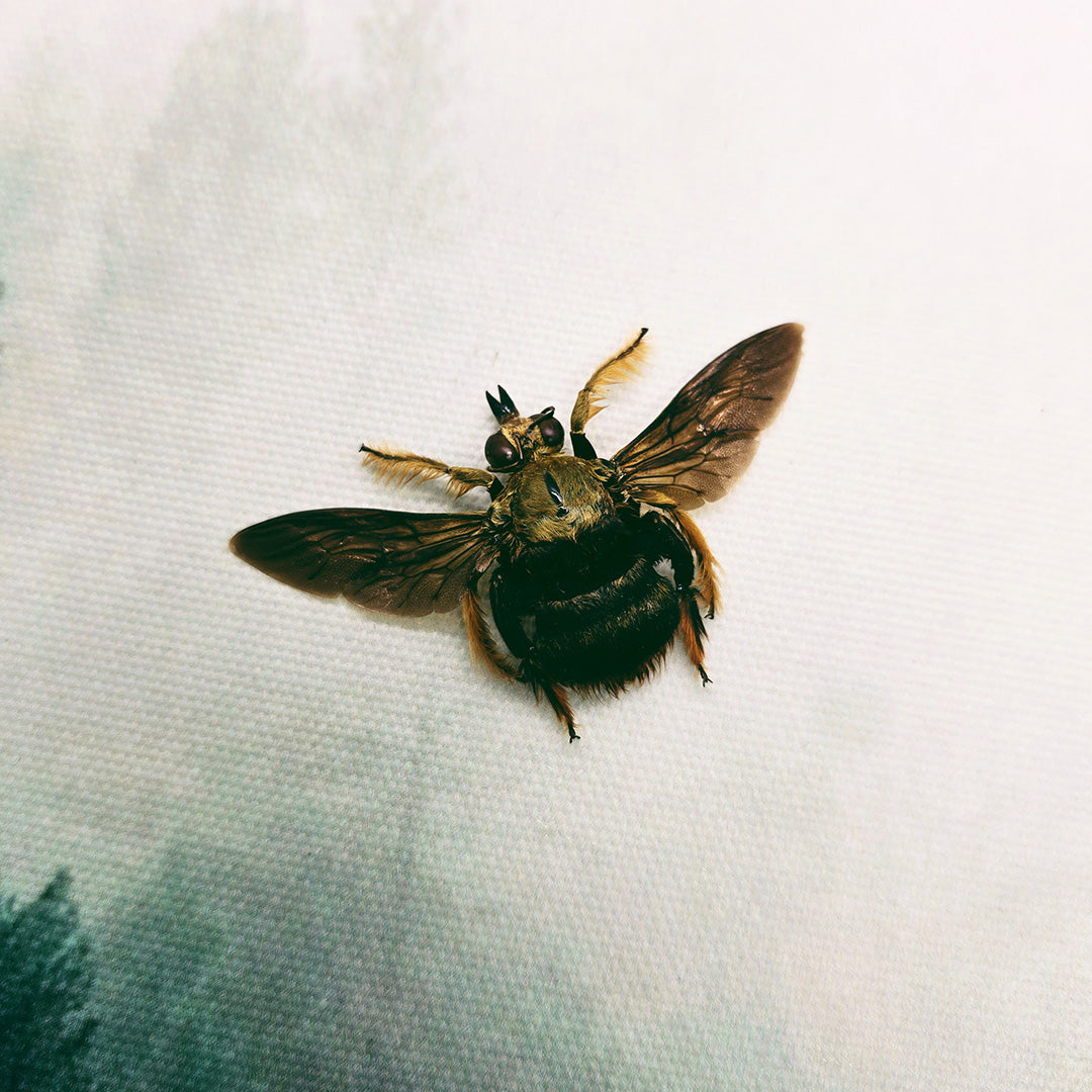 Dehydrated Flying Insect Specimens
