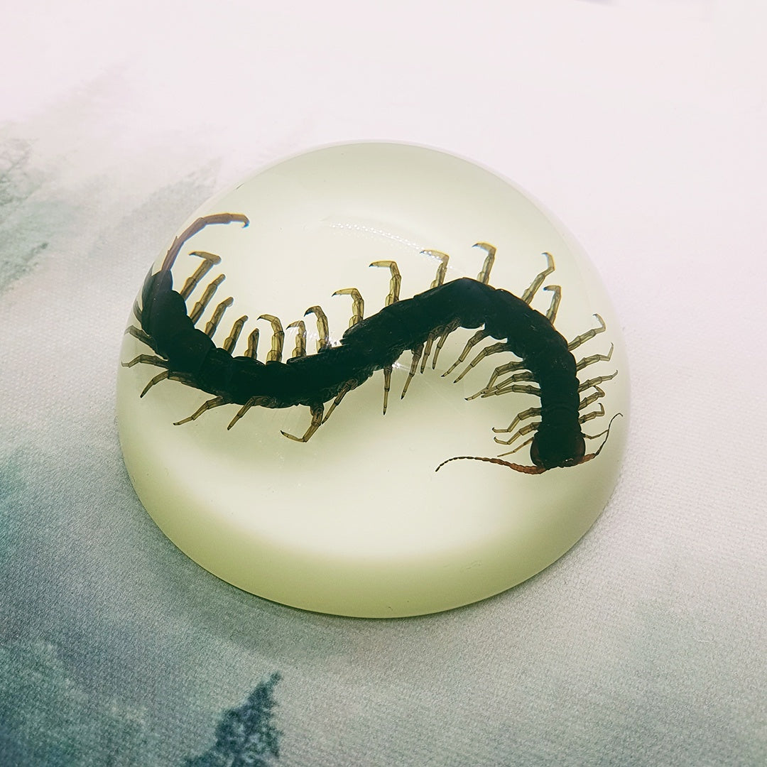 Centipede in 88mm Glow Resin Dome