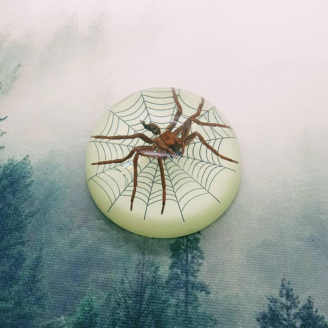 Spider in 63mm Glow Resin Dome