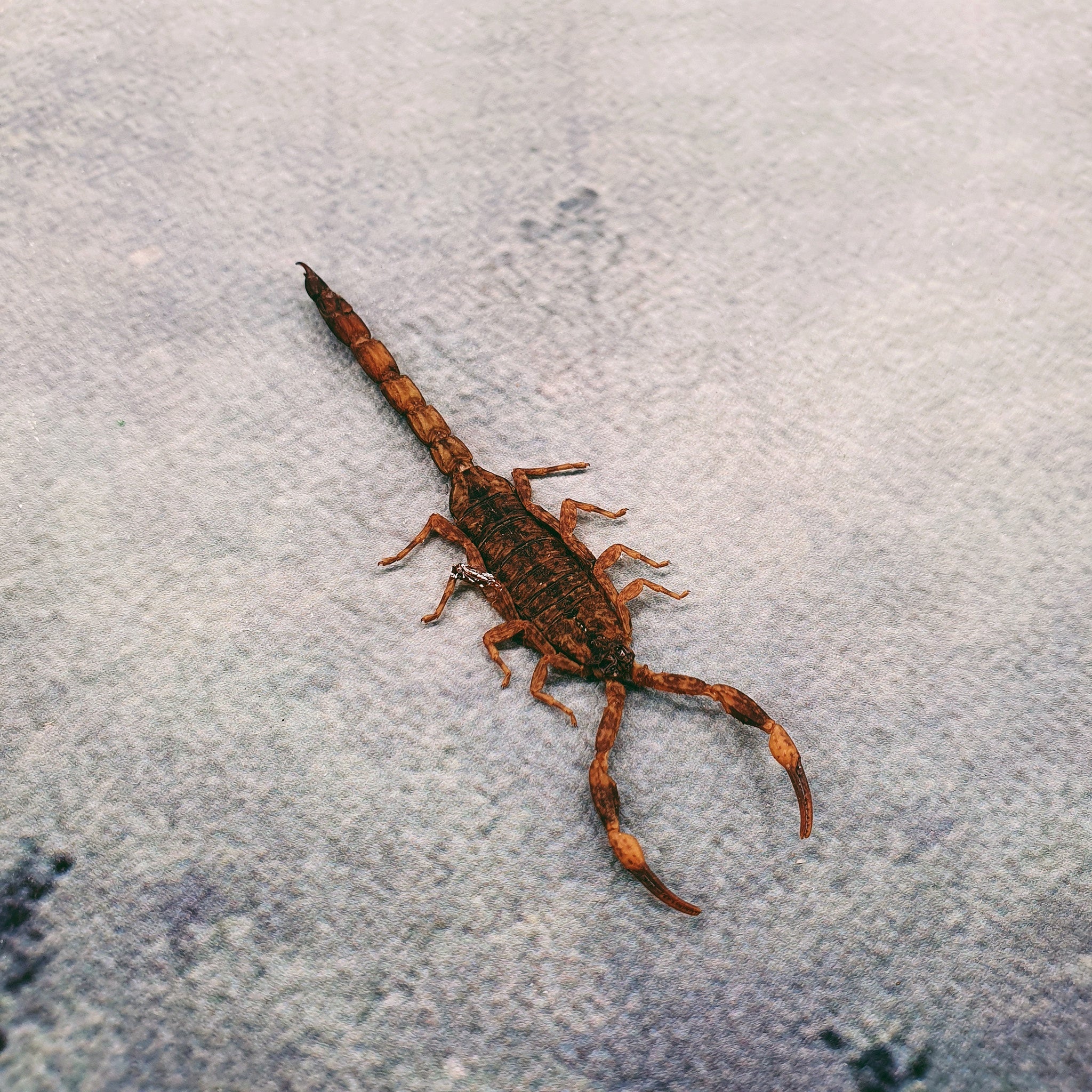 Armor Tail Scorpion (Mesobuthus Martensii) Dehydrated Specimen