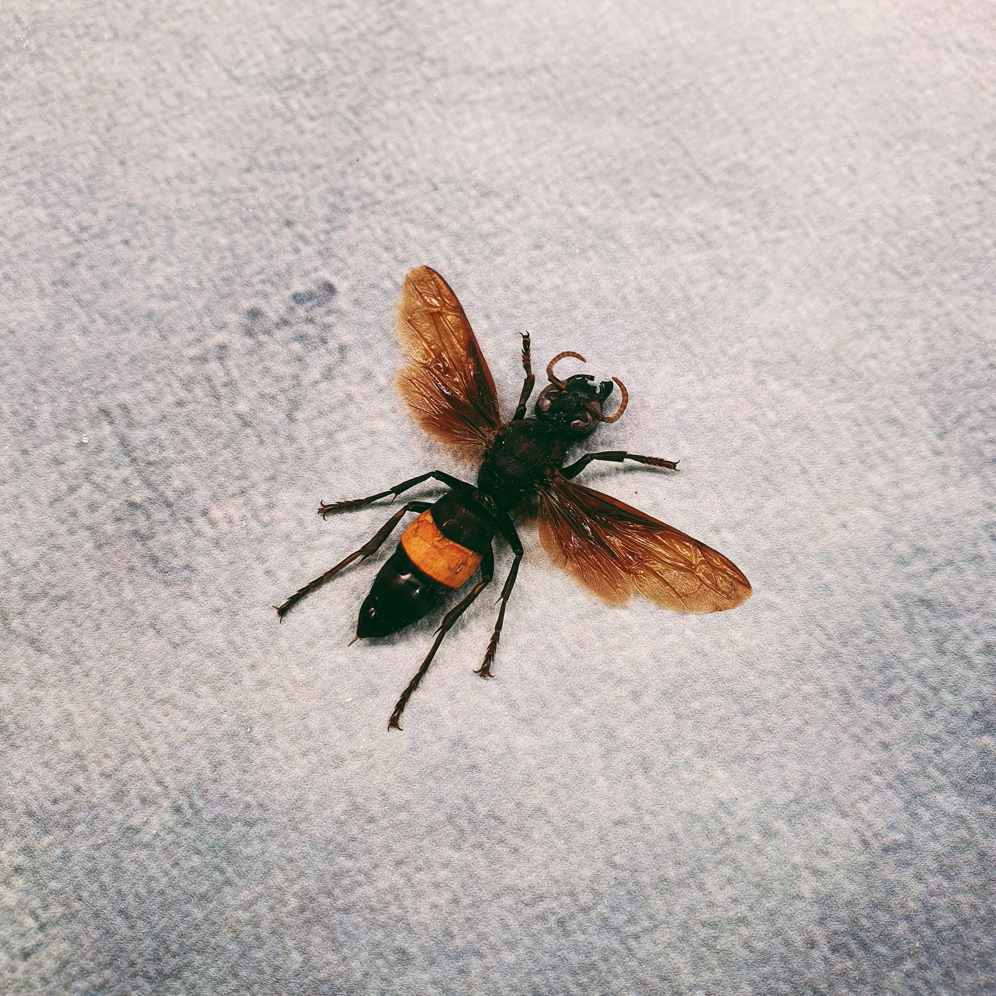 Dehydrated Flying Insect Specimens