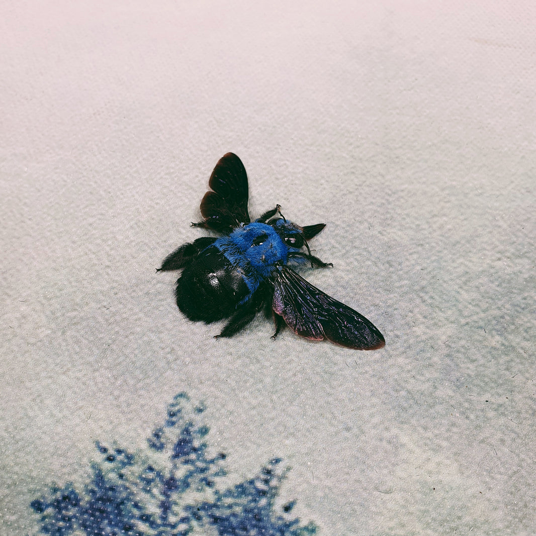 Dehydrated Flying Insect Specimens