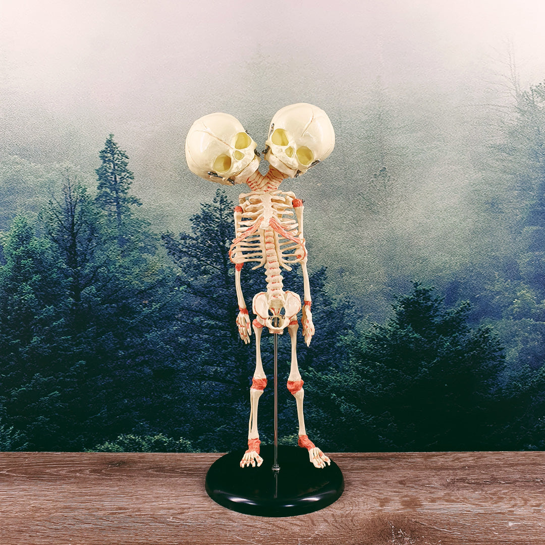 Anatomical Models + Prints