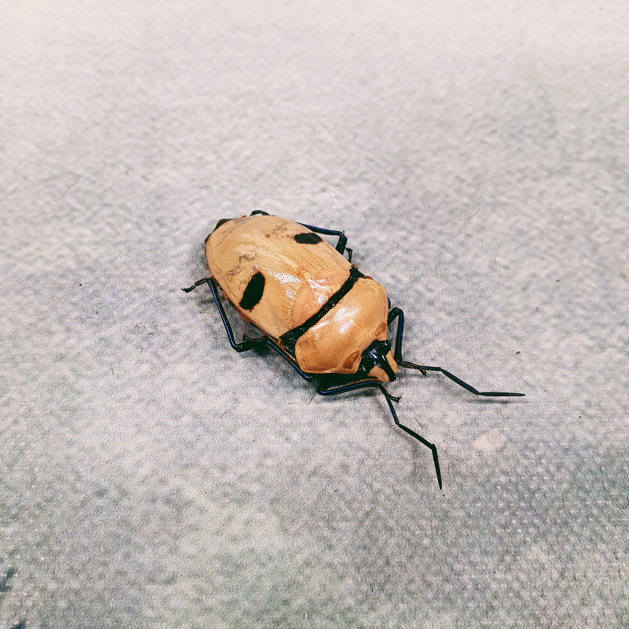 Death Head Bug (Eucorysses Grandis) Dehydrated Specimen