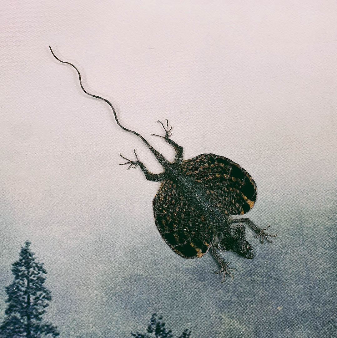 Flying Dragon Lizard (Draco Volans Volans) Dehydrated Specimen