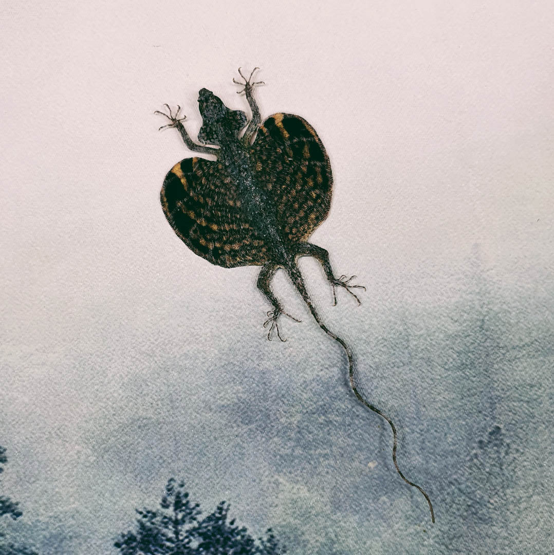 Flying Dragon Lizard (Draco Volans Volans) Dehydrated Specimen