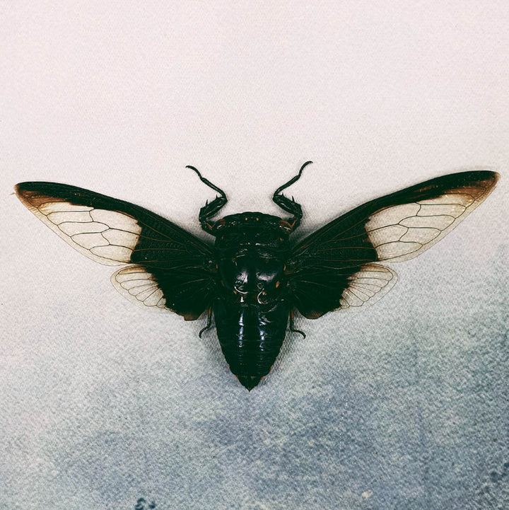Dehydrated Flying Insect Specimens