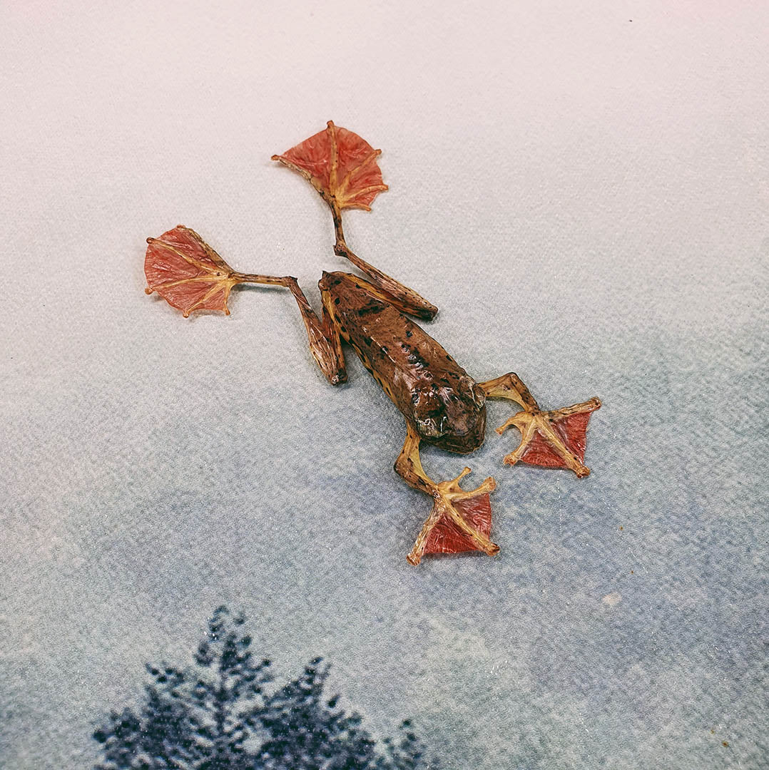 Dehydrated Insect Specimens