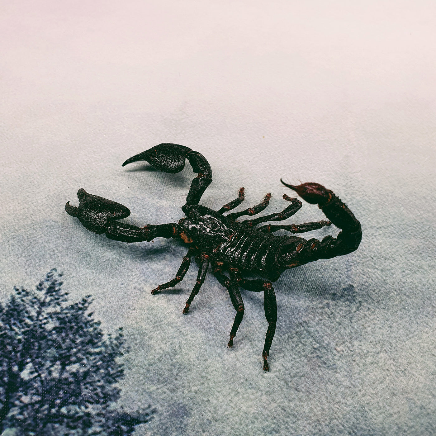 Dehydrated Insect Specimens