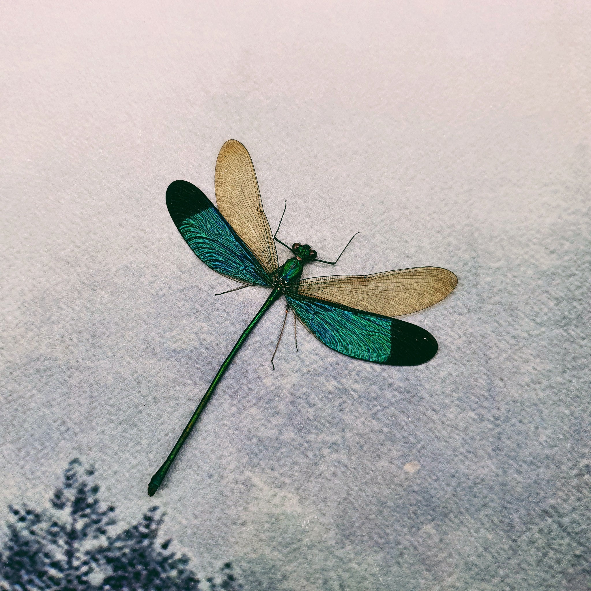Dehydrated Insect Specimens