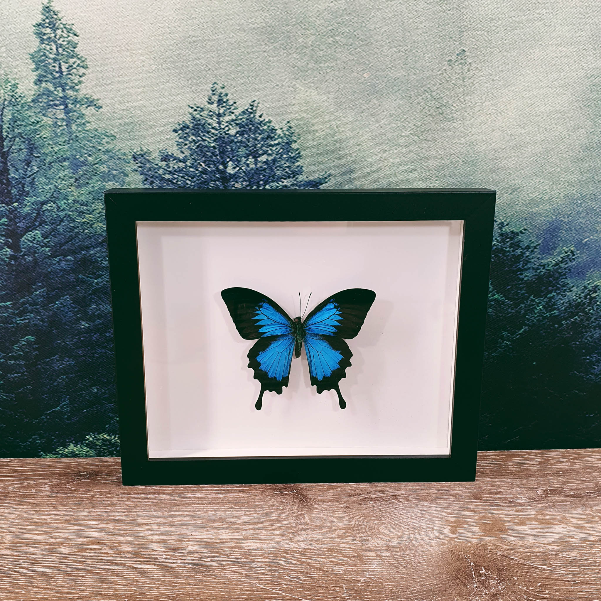 Butterfly & Moth Frames