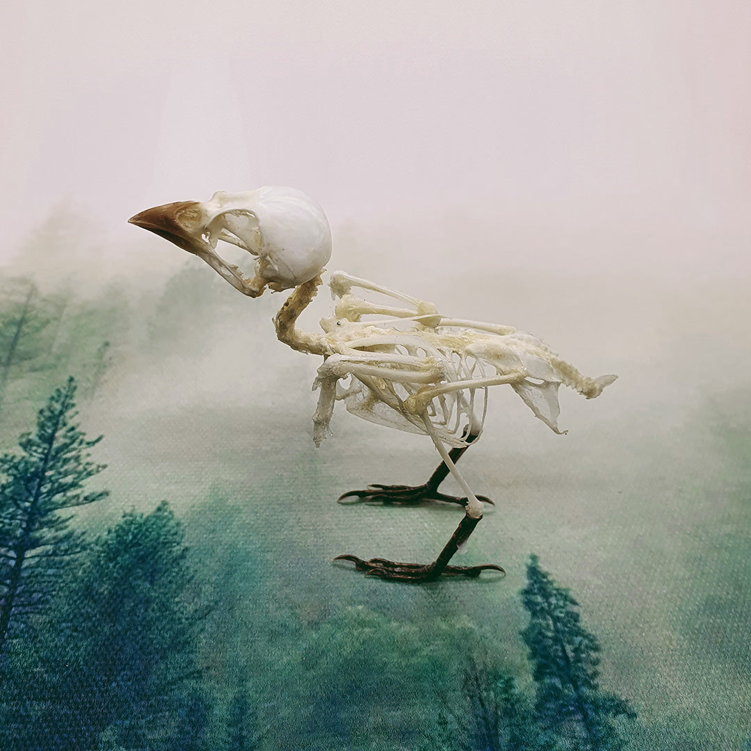 Skulls & Articulated Skeletons