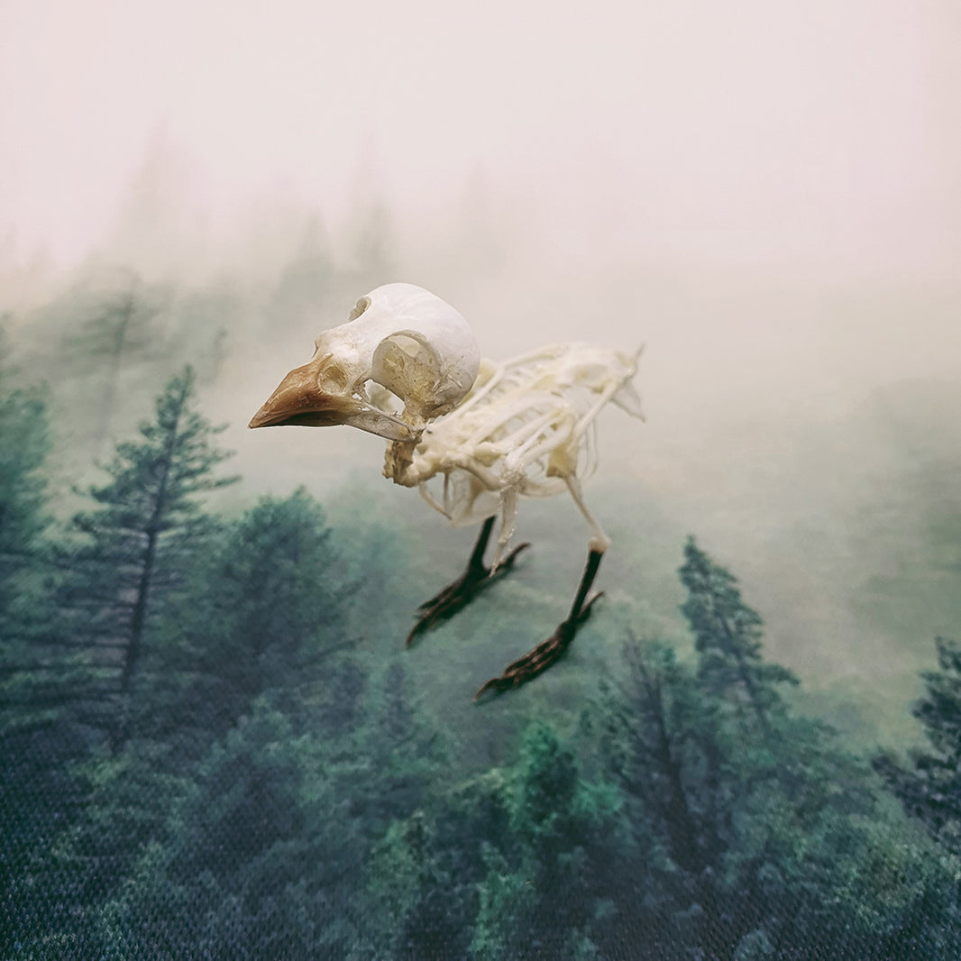 Skulls & Articulated Skeletons