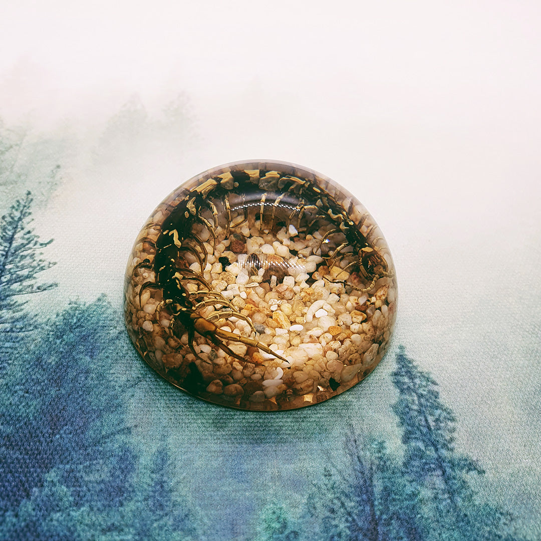 Centipede + Pebbles Embedded in Resin Dome 60mm
