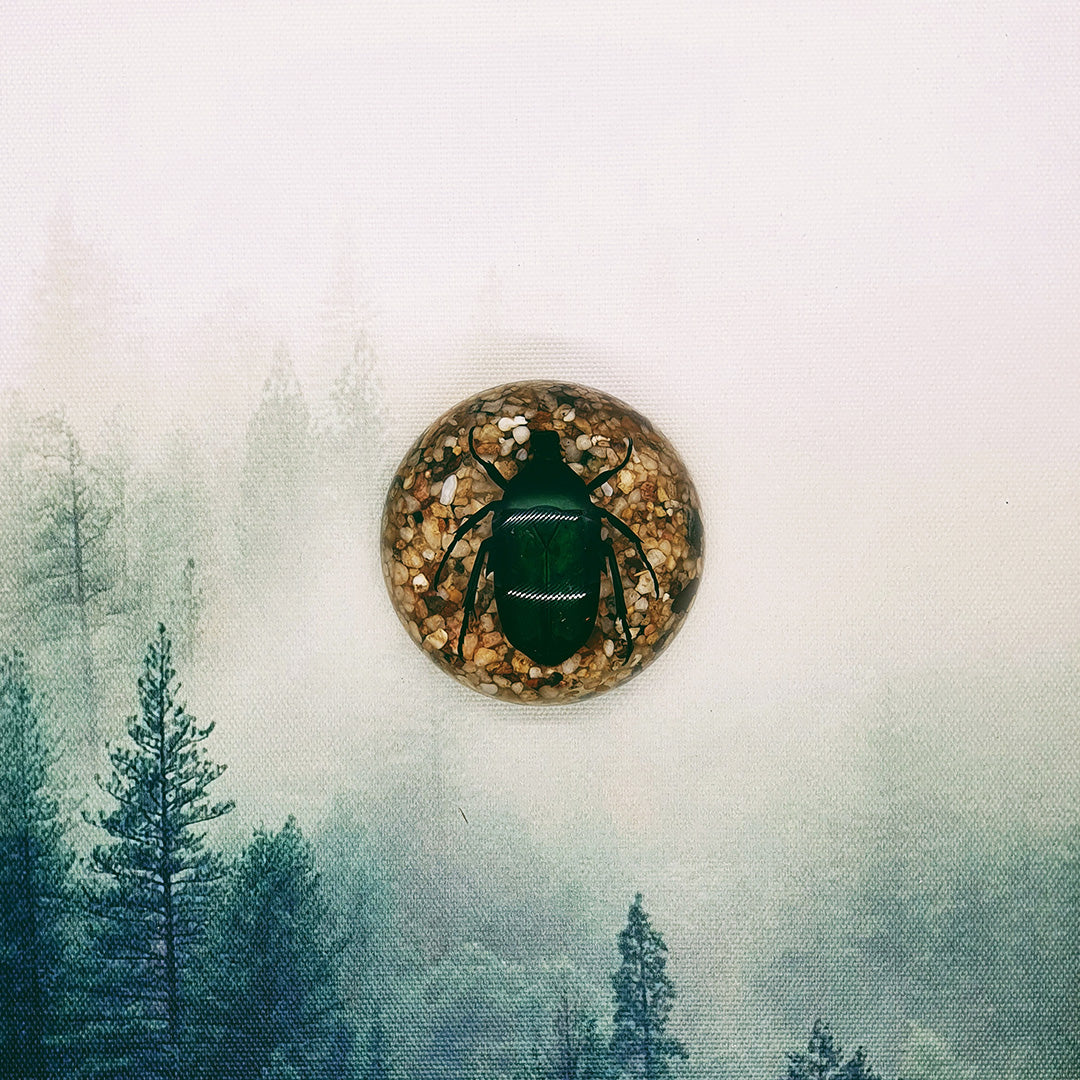 Green Rose Chafer Beetle + Pebbles Embedded in Resin Dome 60mm