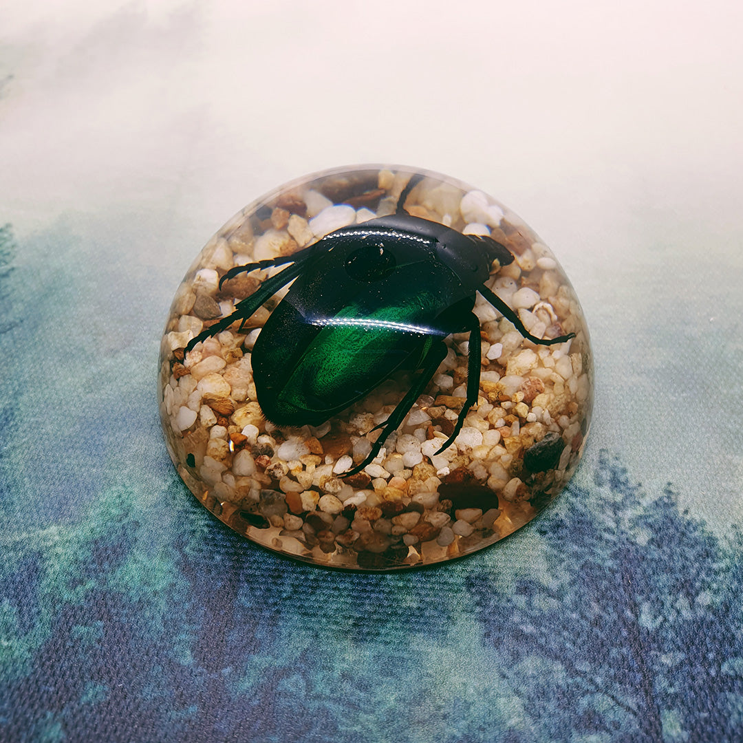 Green Rose Chafer Beetle + Pebbles Embedded in Resin Dome 60mm