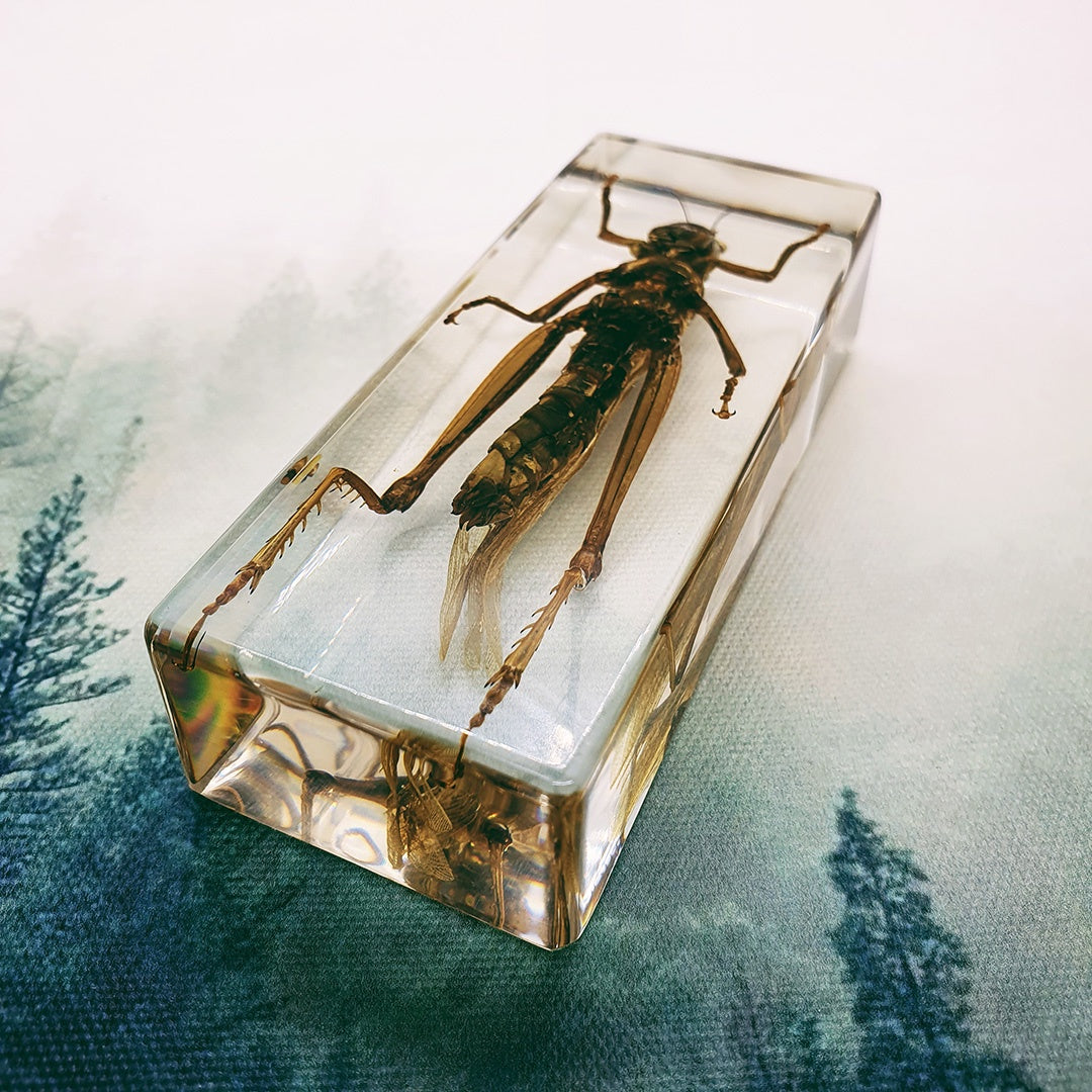 Locust Embedded in Resin 110mm