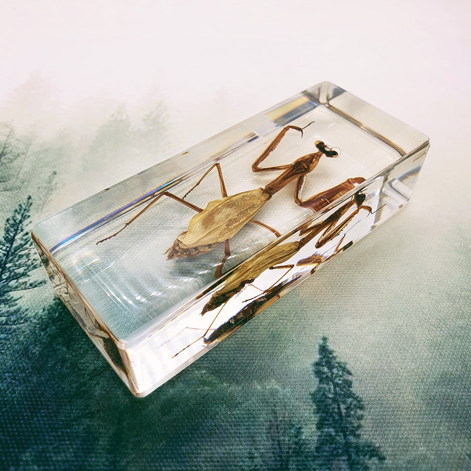 Resin Encased Insect, Animal, Plant & Mineral Specimens