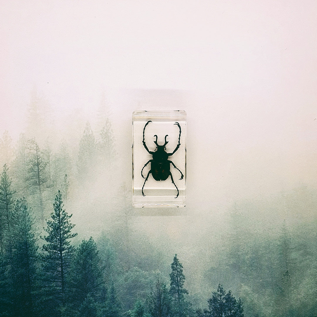 Resin Encased Specimens