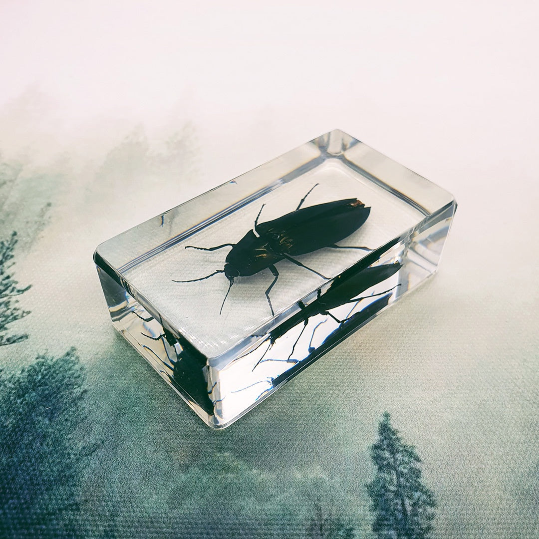 Resin Encased Insect, Animal, Plant & Mineral Specimens