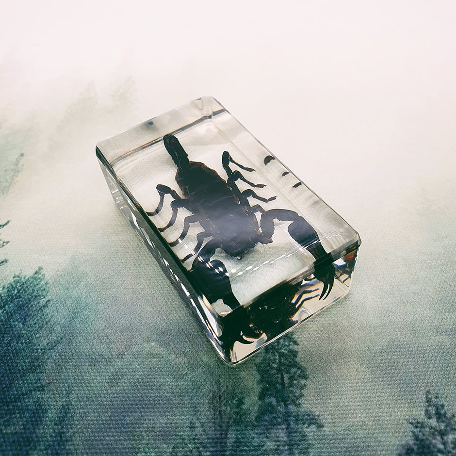 Scorpion, Spider & Creepy Crawly Specimens in Resin