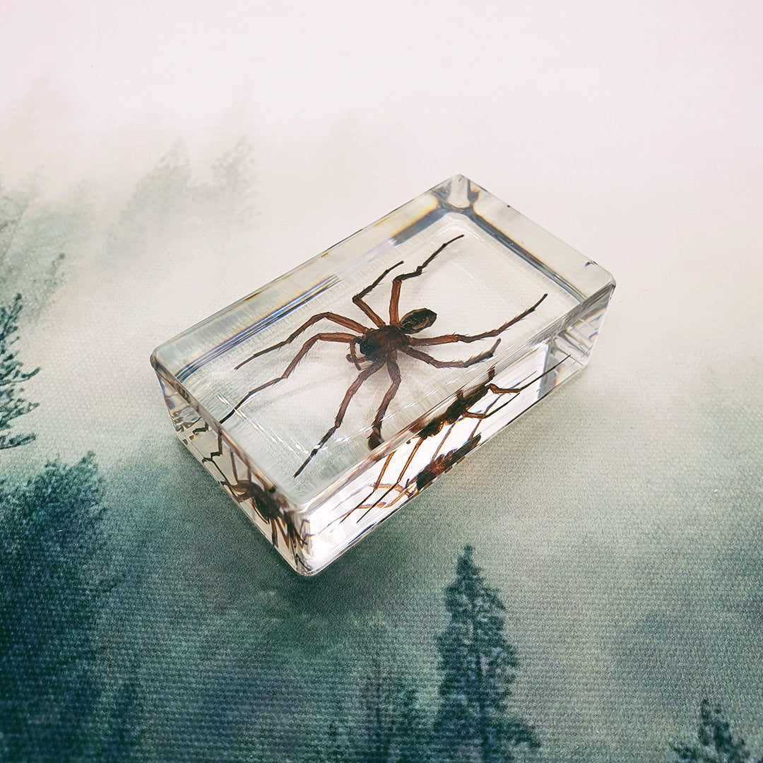 Spider Embedded in Resin 74mm