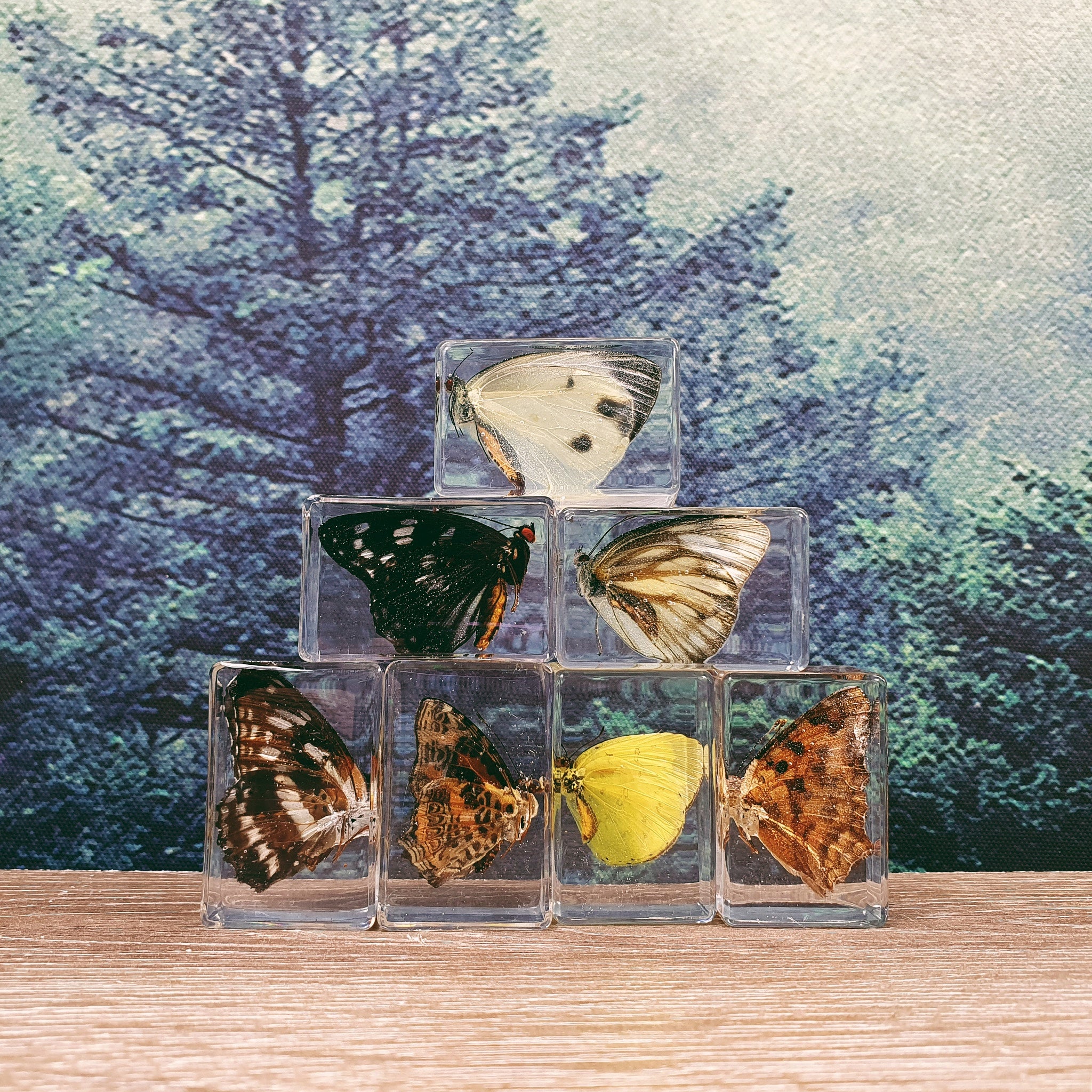 Rectangular Resin Specimens