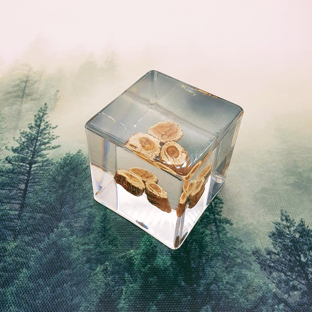 Wood Slices Embedded in 50mm Resin Cube