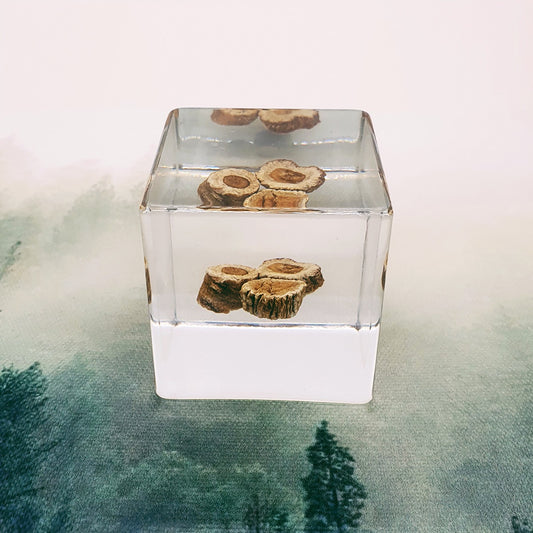 Wood Slices Embedded in 50mm Resin Cube