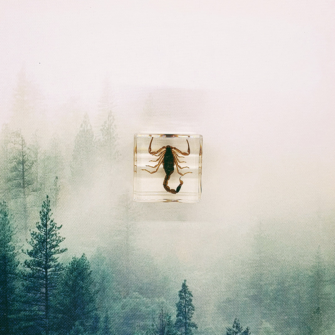 Scorpion Embedded in 40mm Resin Cube