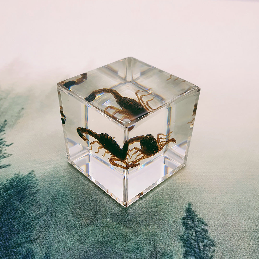 Scorpion Embedded in 40mm Resin Cube