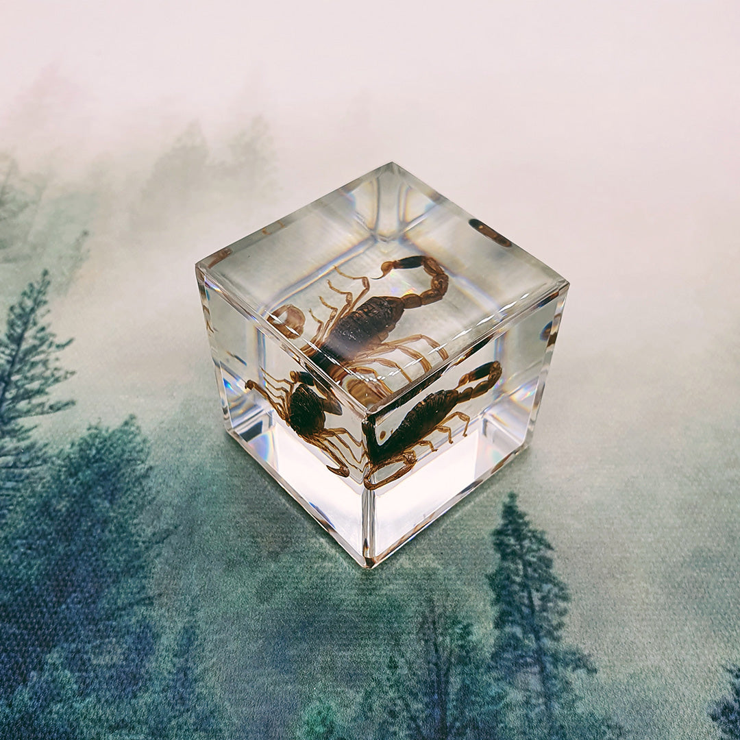 Scorpion Embedded in 40mm Resin Cube