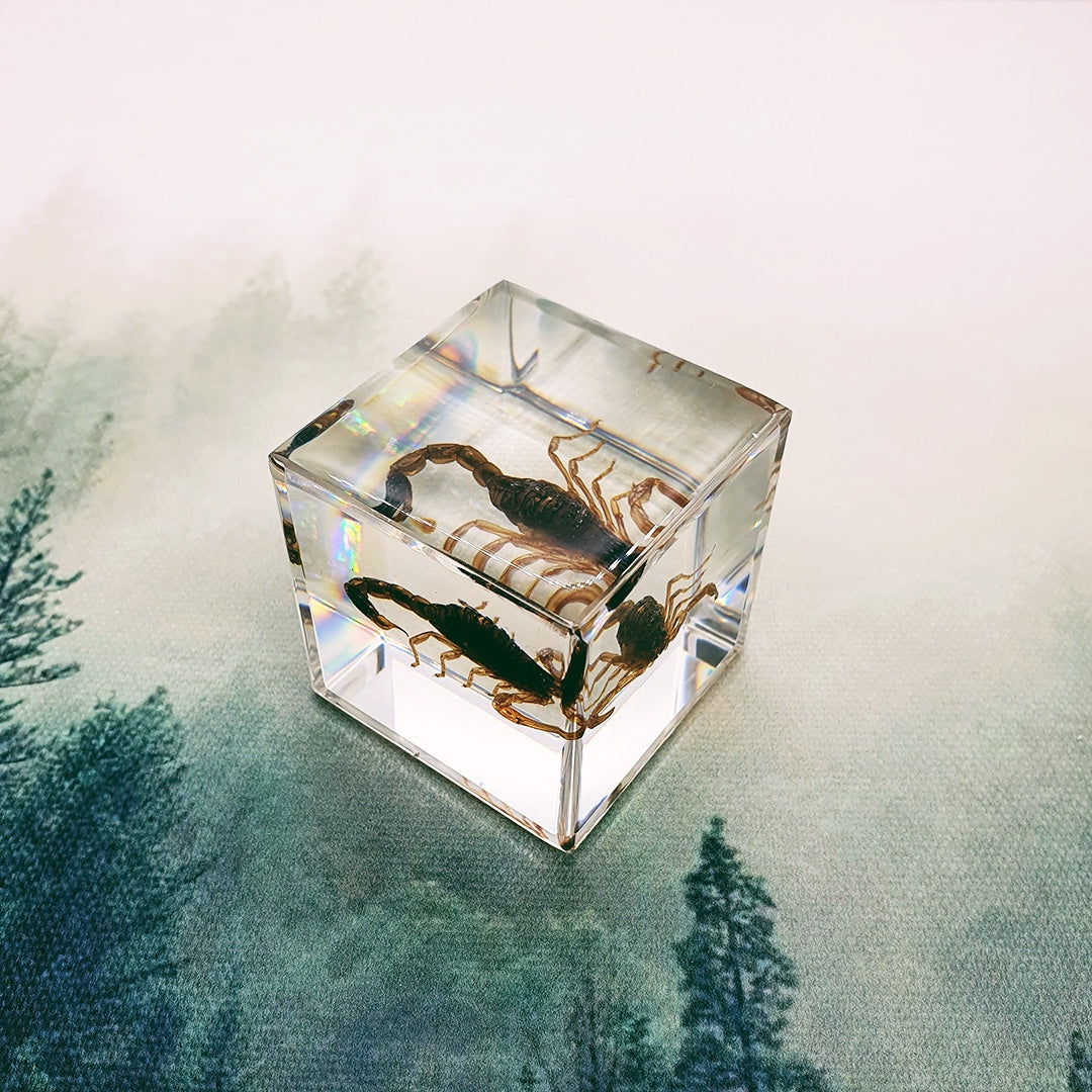 Scorpion Embedded in 40mm Resin Cube