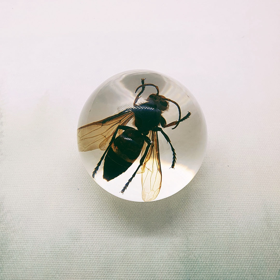 Resin Encased Specimens