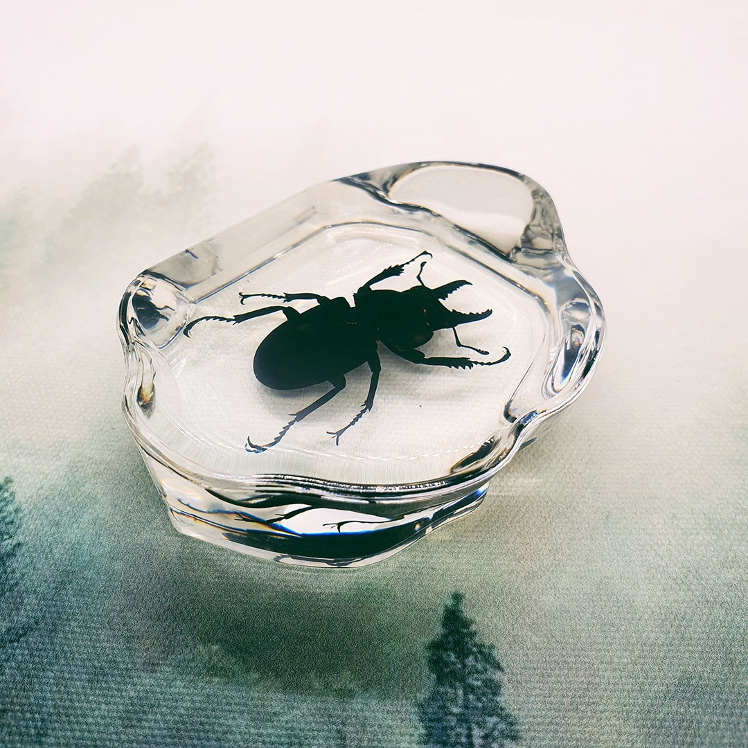 Stag Beetle Embedded in Irregular Resin Shape