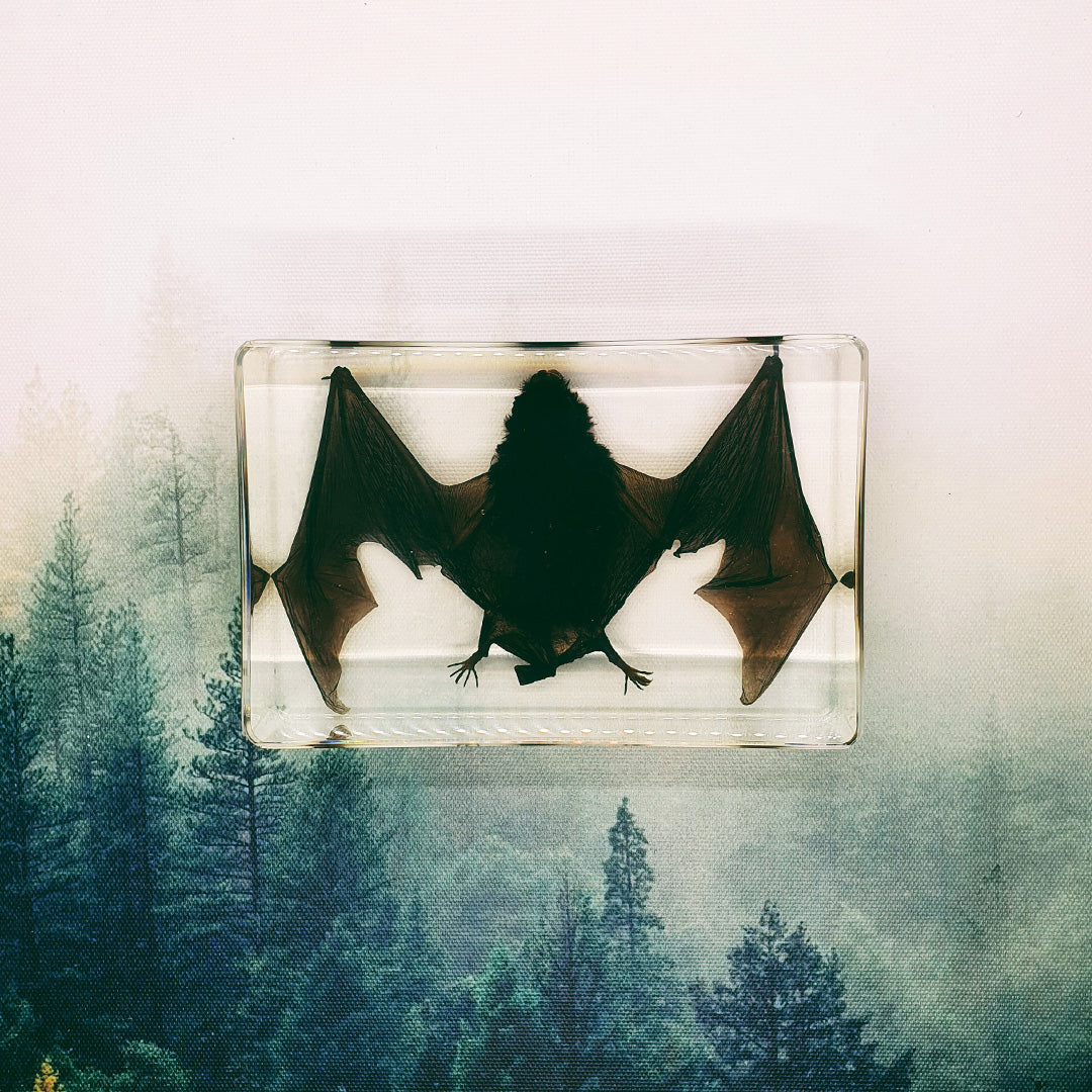 Resin Encased Specimens