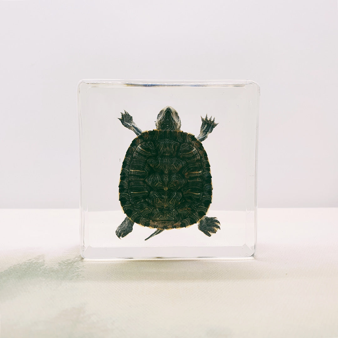 Turtle Specimen Embedded in 75mm Square Resin Block