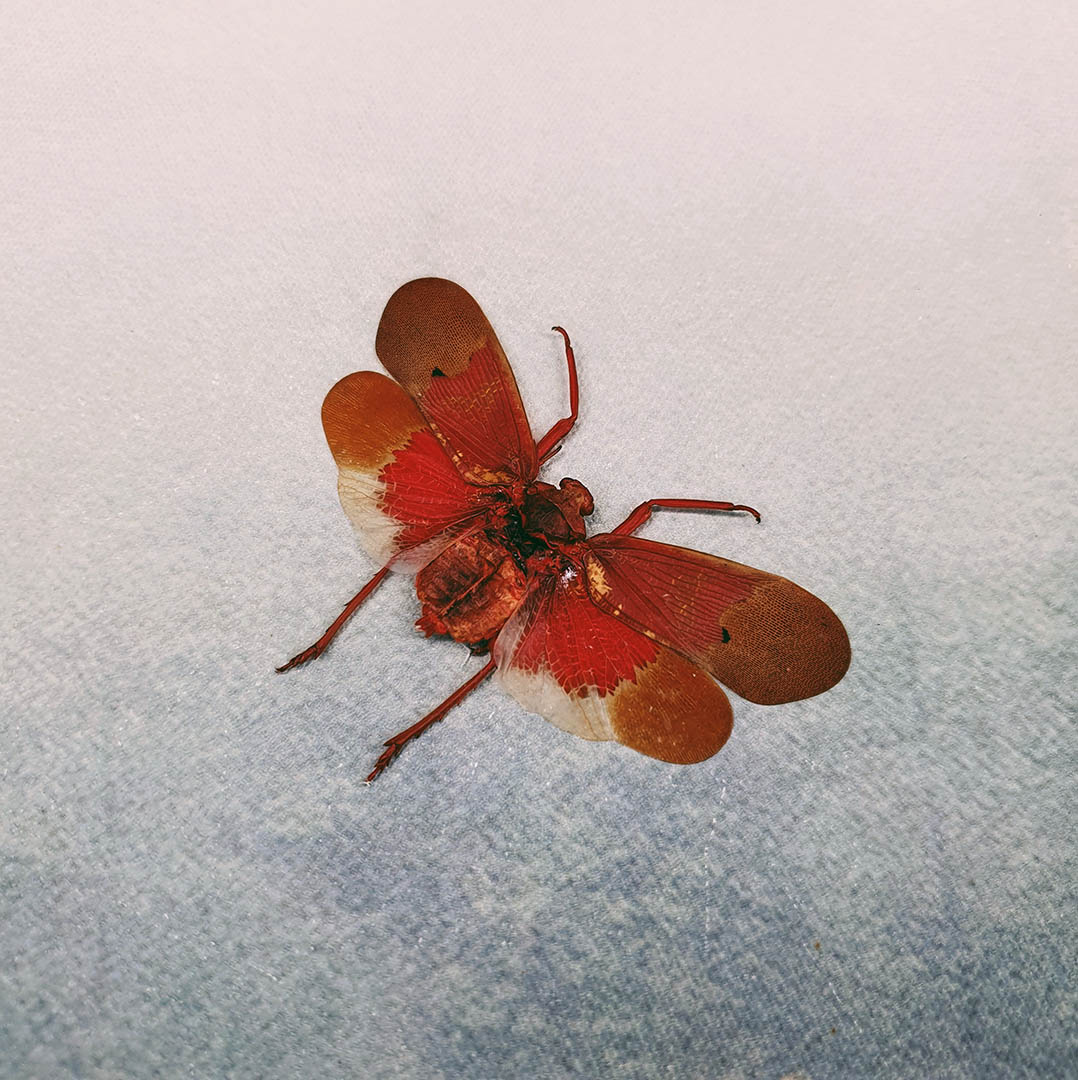Dehydrated Flying Insect Specimens