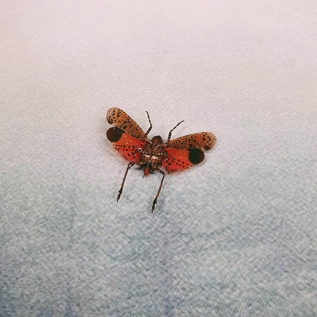Small Colourful Planthopper (Penthicodes Pulchella) Dehydrated Specime