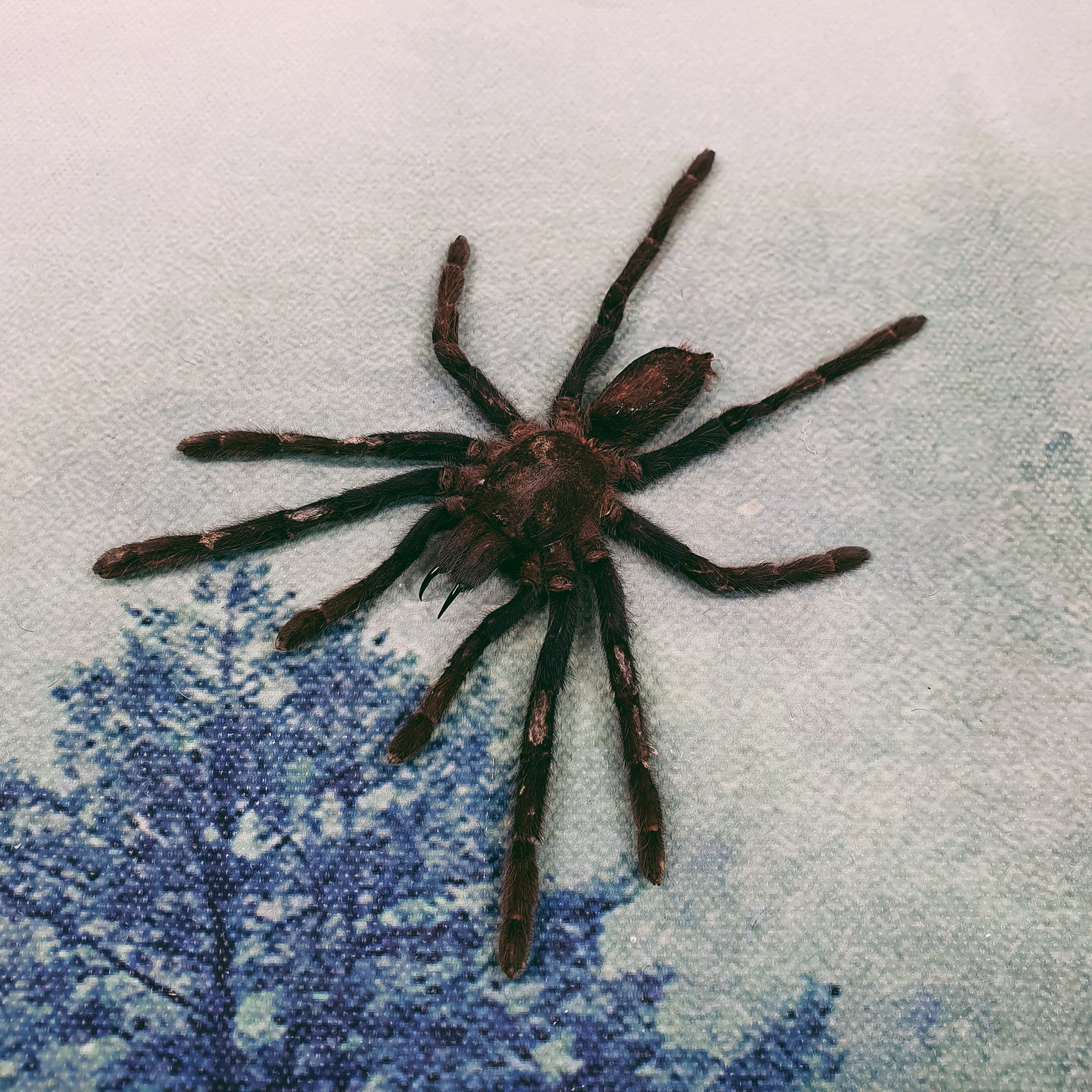 Dehydrated Insect Specimens