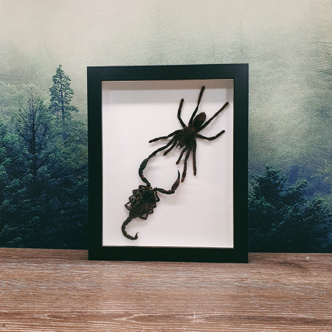 Insect, Animal & Skeleton Frames.