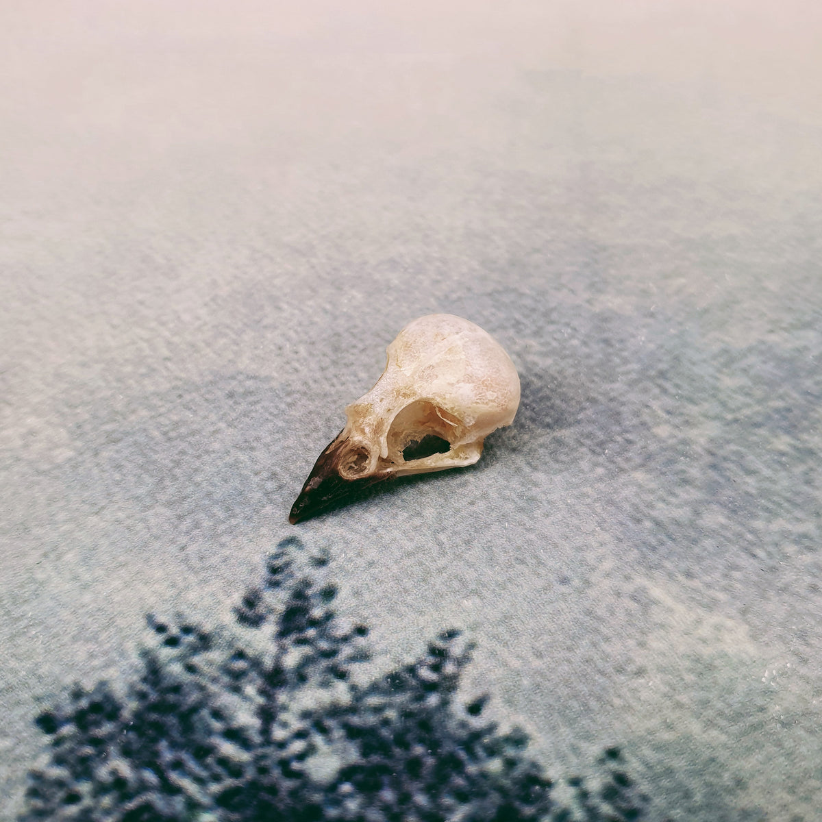 Skulls & Articulated Skeletons