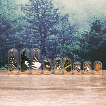 Entomology & Taxidermy Displays