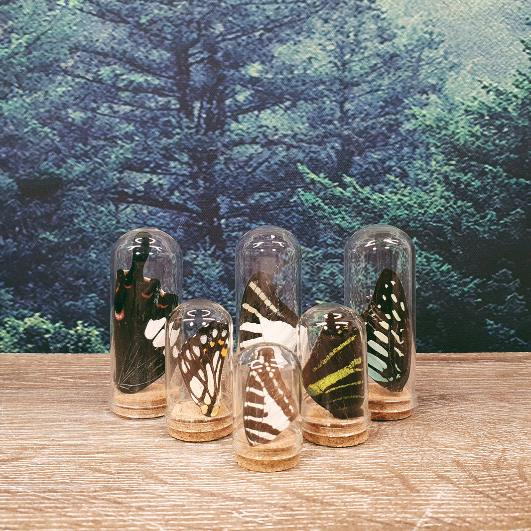 Entomology & Taxidermy Displays