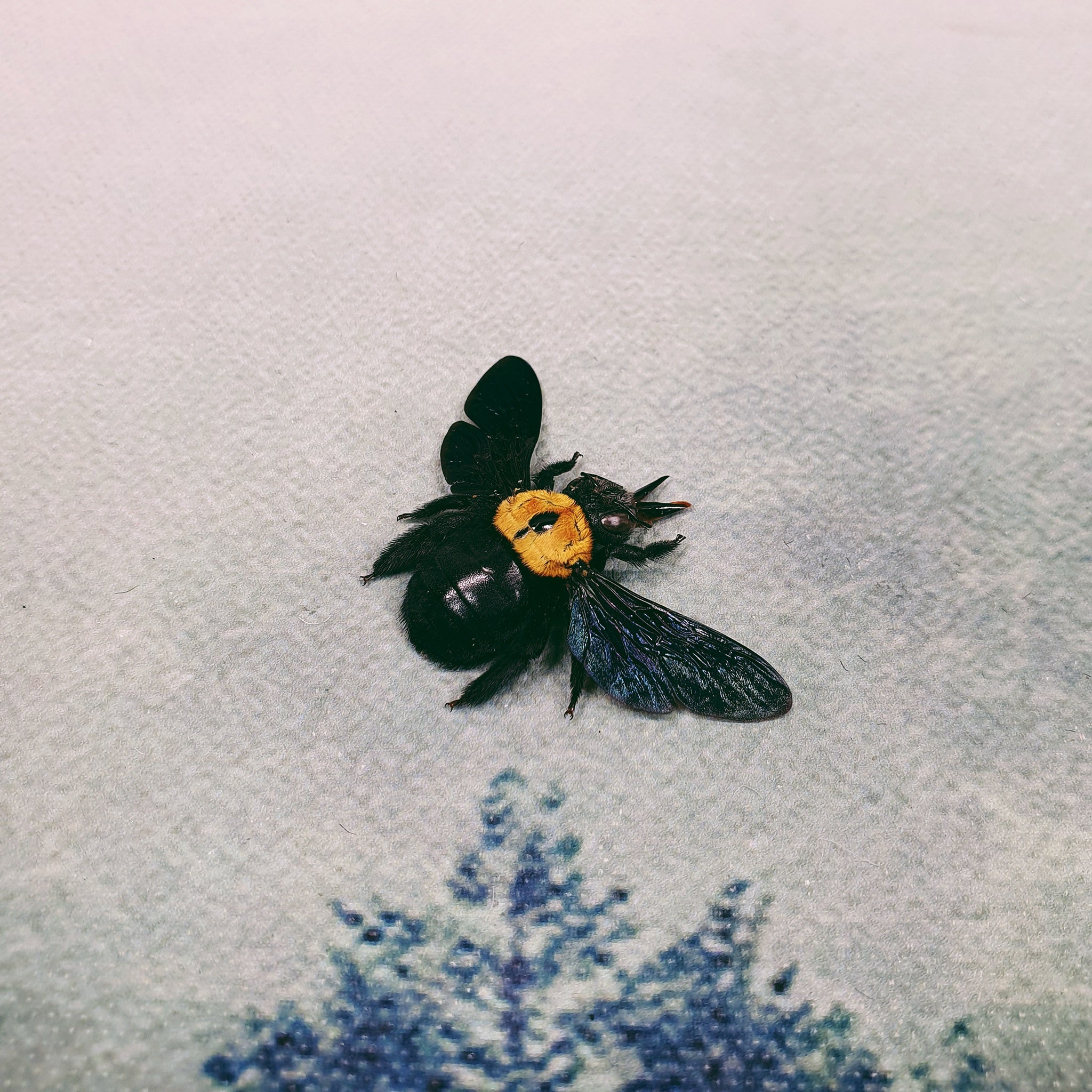 Dehydrated Flying Insect Specimens