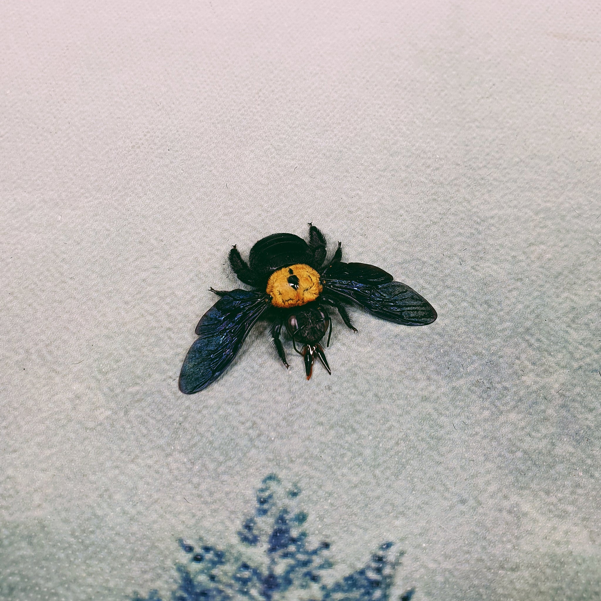 Dehydrated Flying Insect Specimens